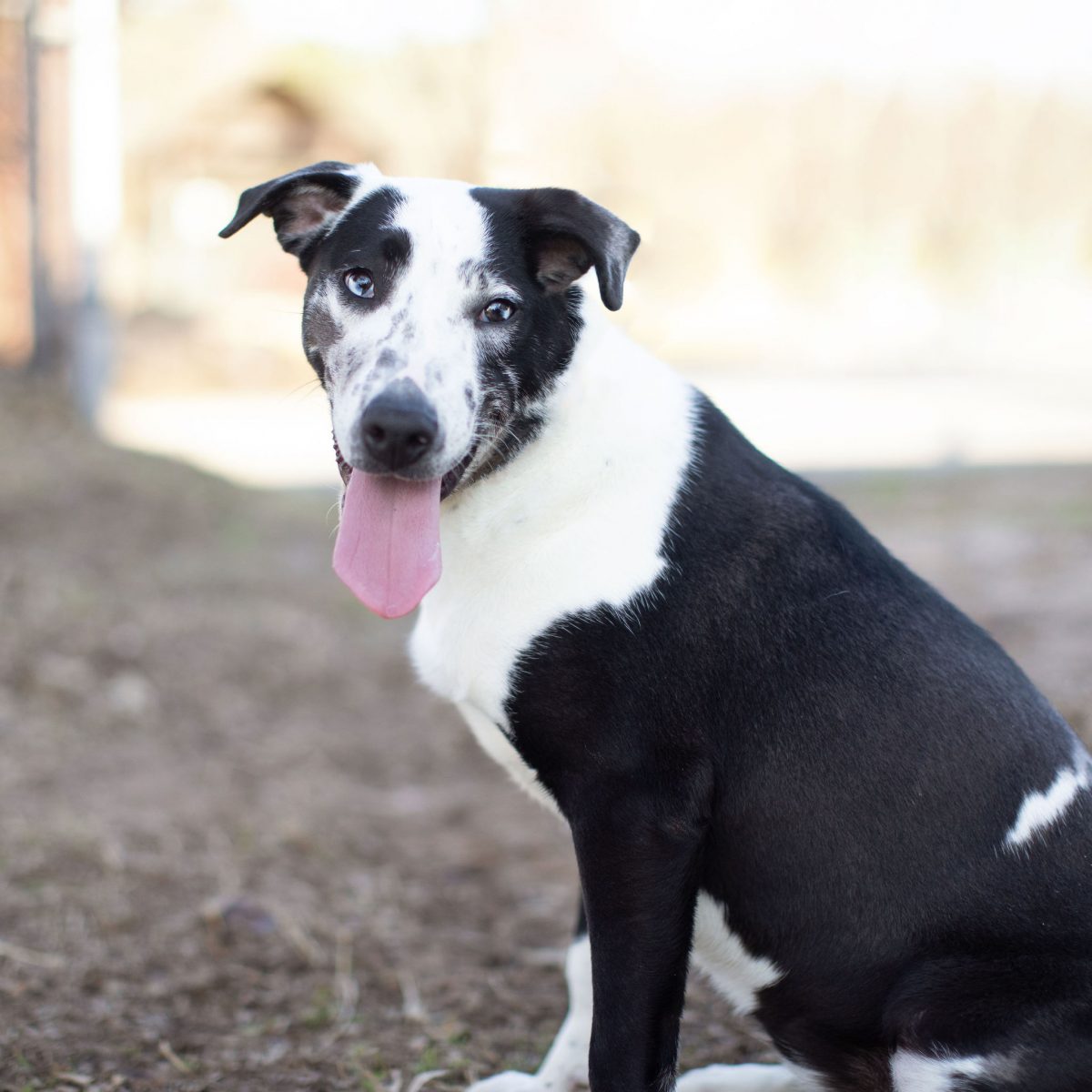 Pets Fur People Pet of the Week – Ginger – The Gilmer Mirror