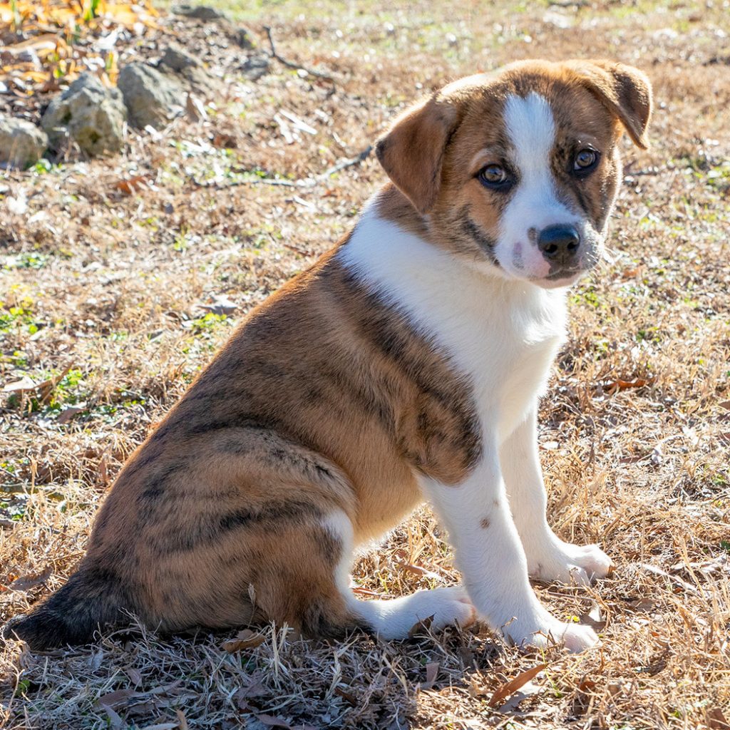 Pets Fur People Pet of the Week – Ranger – The Gilmer Mirror