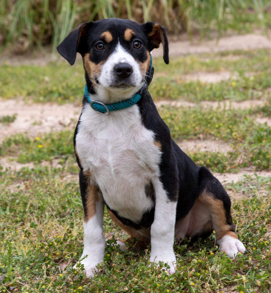Pets Fur People Pet of the Week – Arlene – The Gilmer Mirror