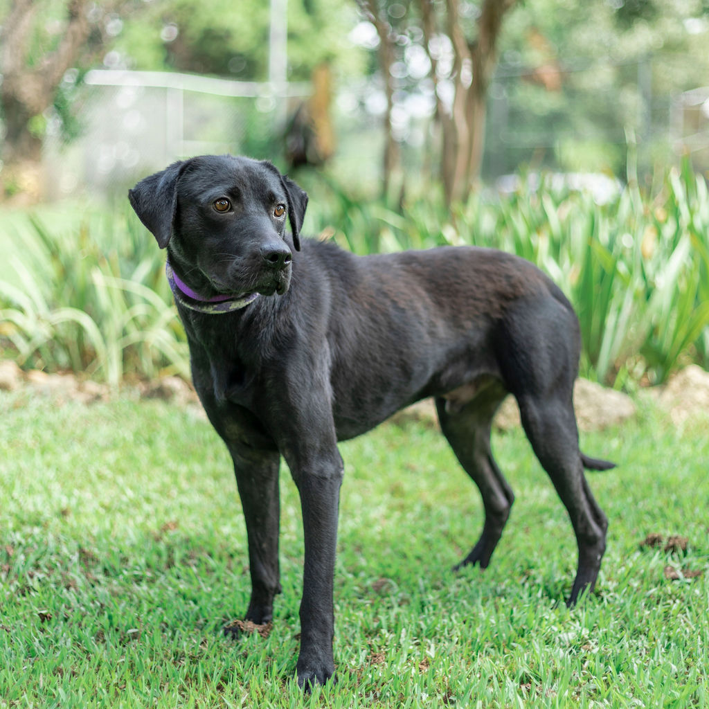Pets Fur People Pet of the Week – Trey – The Gilmer Mirror