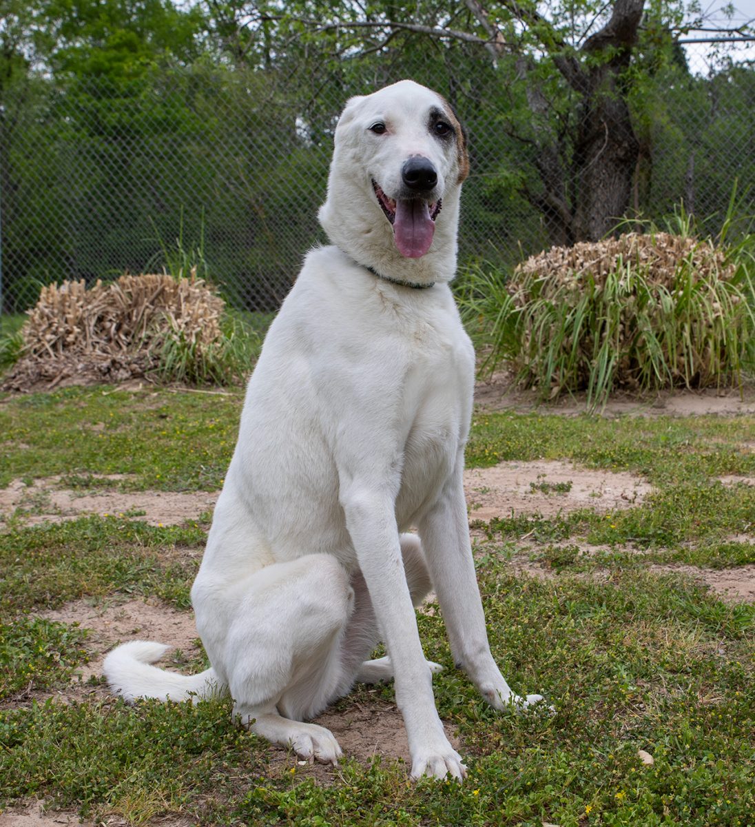 Pets Fur People Pet of the Week – Dodger – The Gilmer Mirror