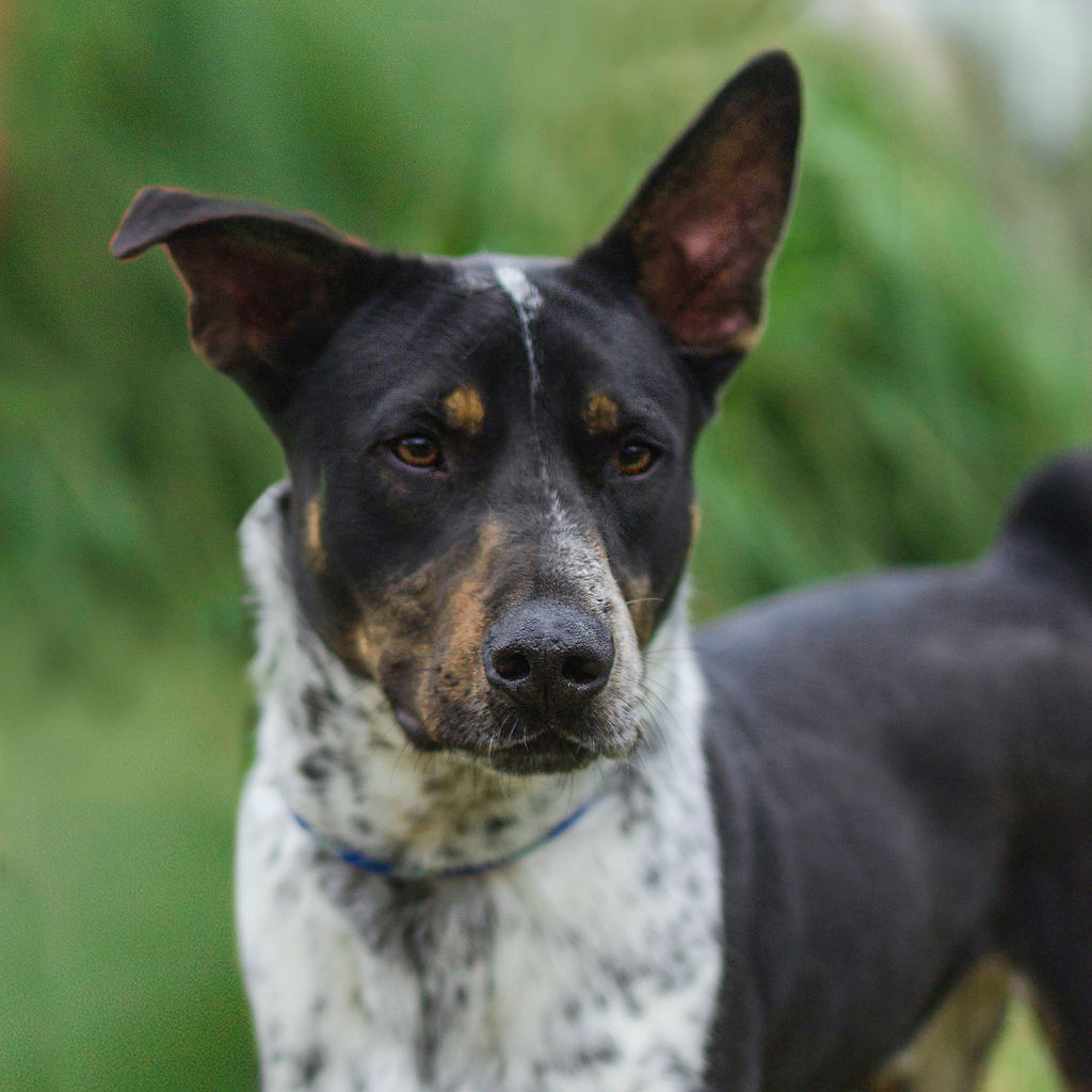 Pets Fur People Pet of the Week – Henry – The Gilmer Mirror