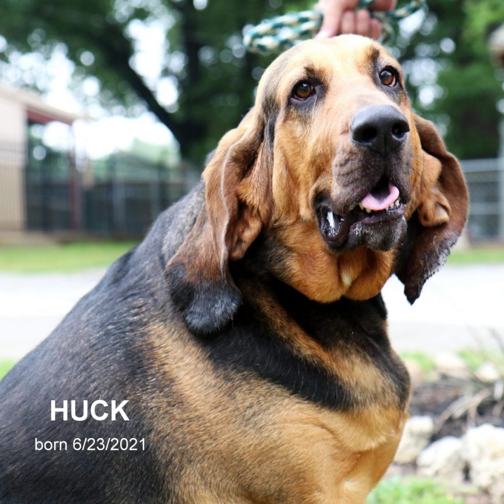 Pets Fur People – Pet of the Week – Huck – The Gilmer Mirror