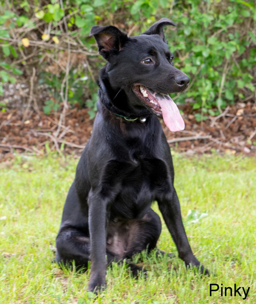 Pets Fur People Pet of the Week – Pinky – The Gilmer Mirror