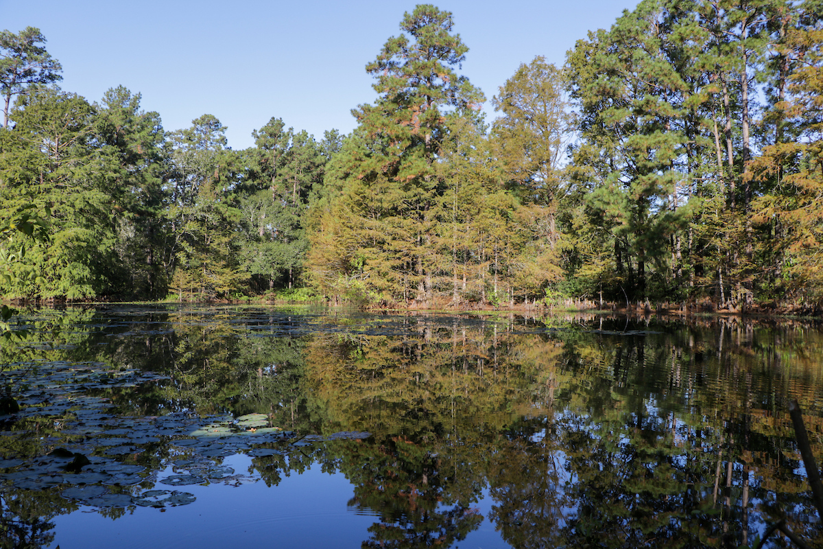 New grant supports the use of trees and forestry in watershed ...