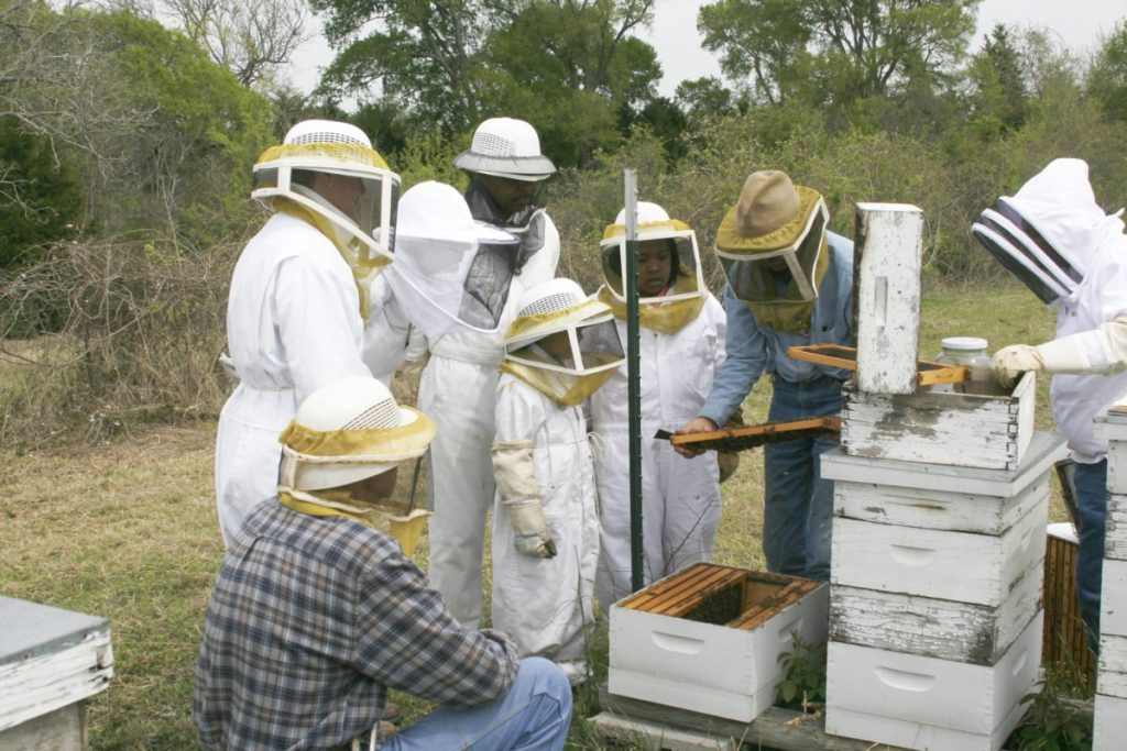 Central Texas Beekeepers School Now Accepting Students – The Gilmer Mirror
