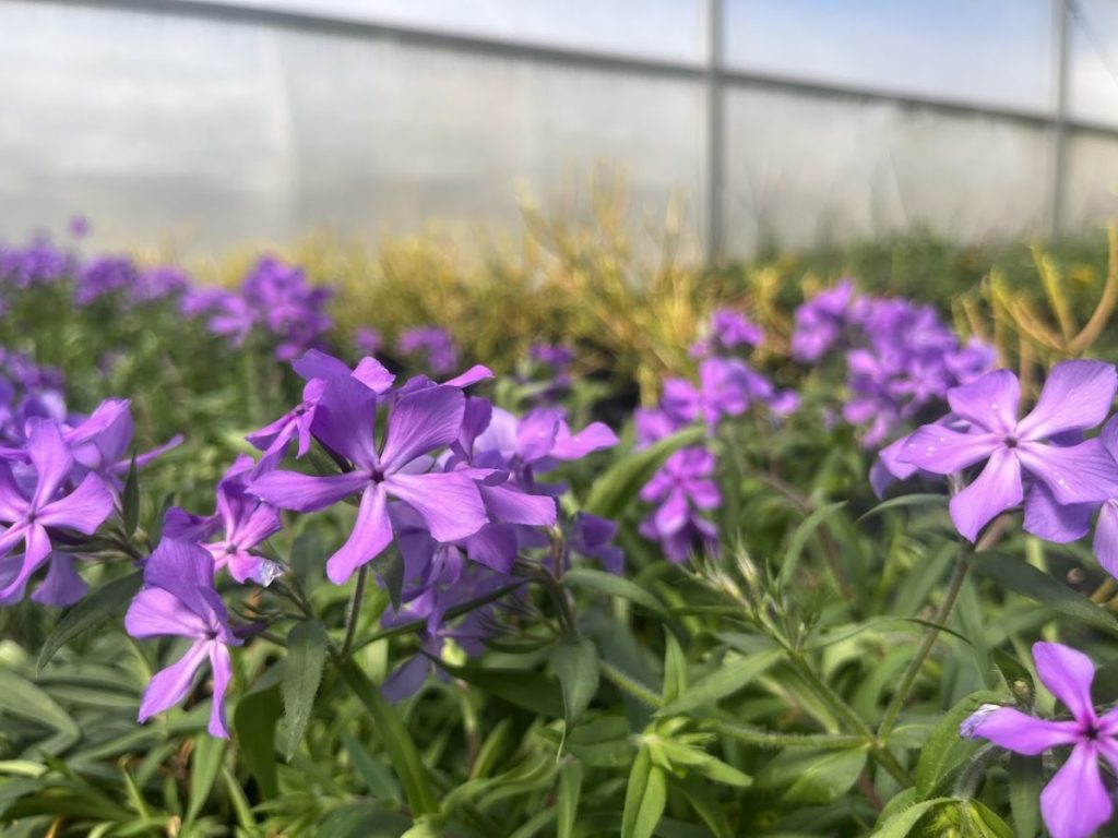 SFA Gardens to host annual spring plant sale – The Gilmer Mirror